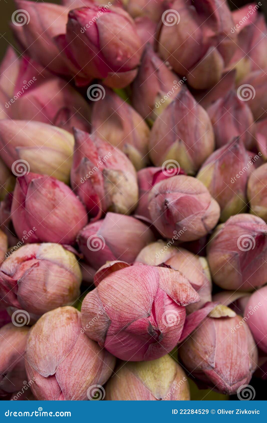 Unopened Pink Lotus Flowers Stock Image - Image of flora, indian: 22284529