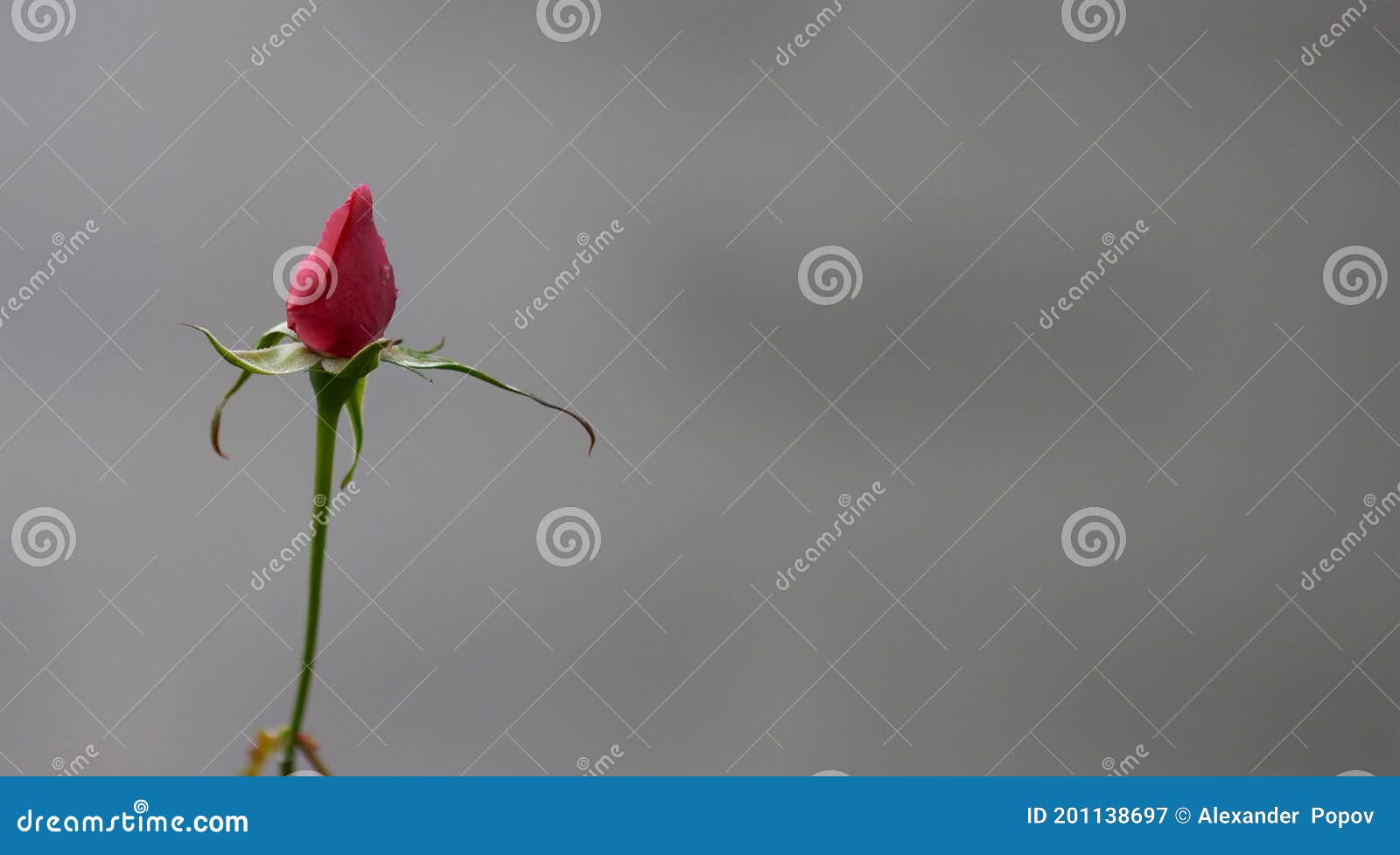 Unopened pink rose bud stock image. Image of blurred - 201138697