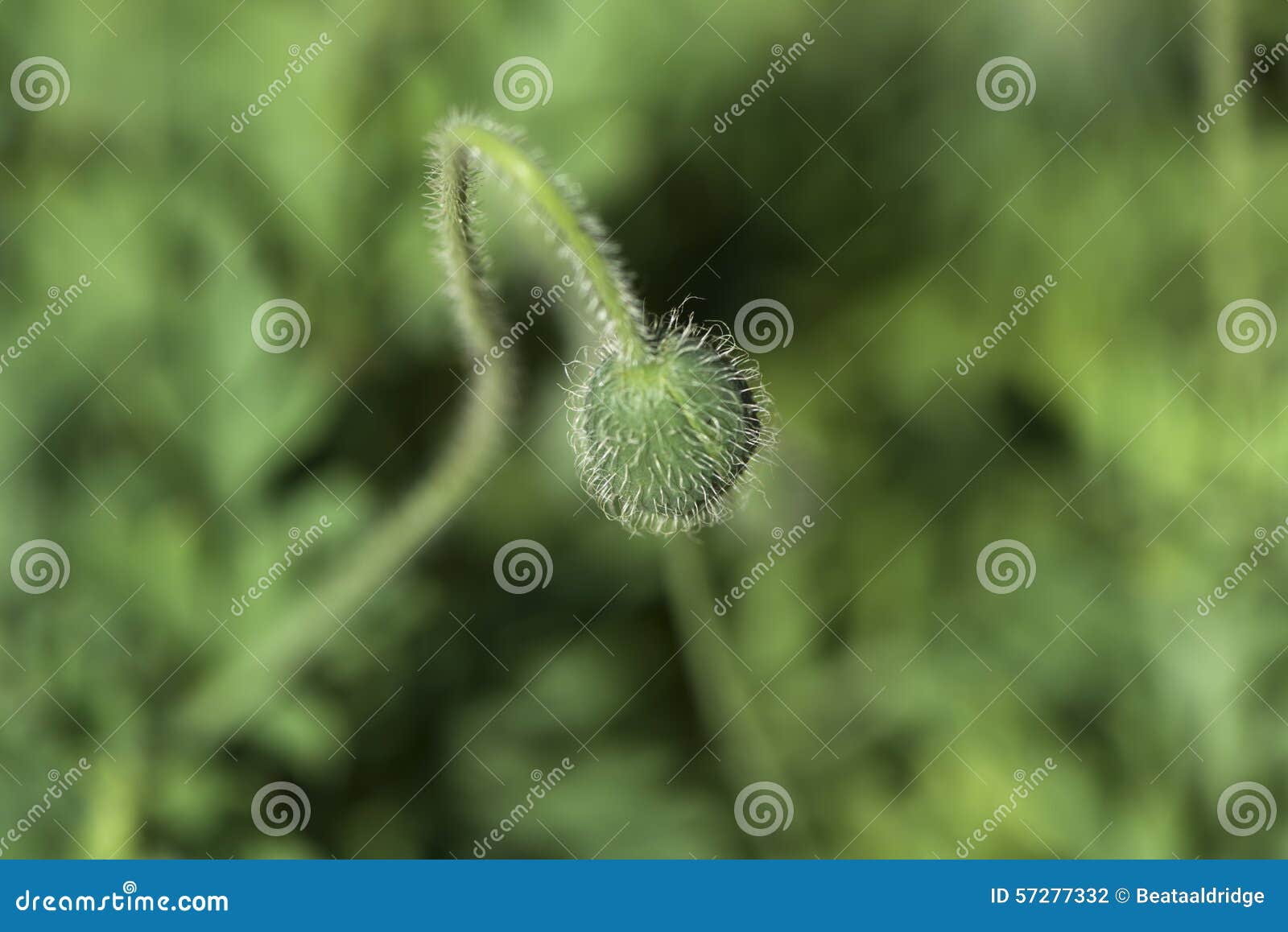 Unopened poppy flower bud stock photo. Image of environment - 57277332
