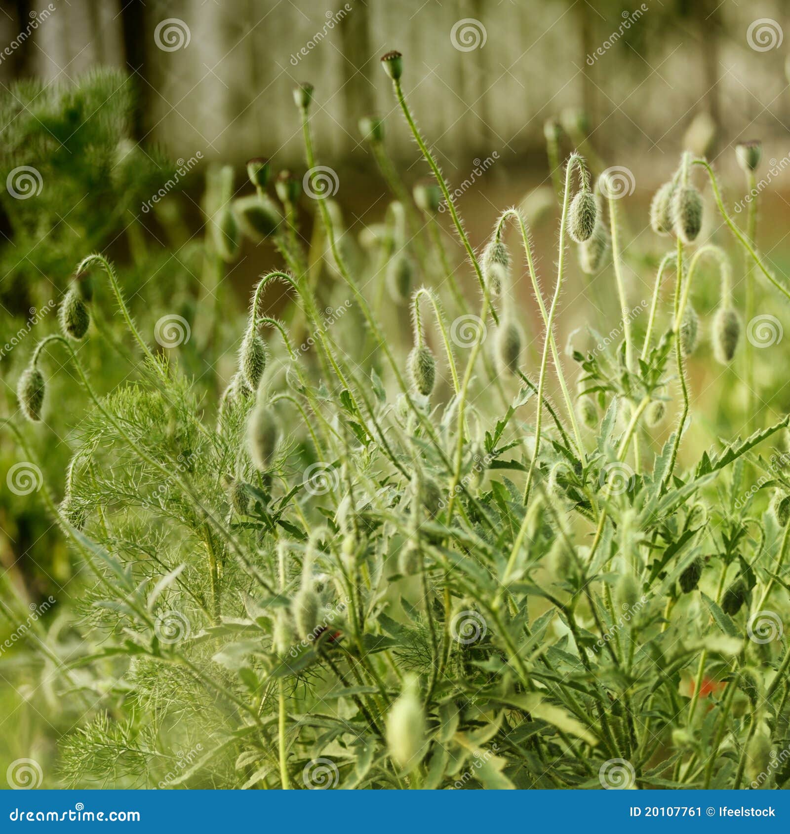 Unopened Poppy Flowers stock image. Image of blooming - 20107761