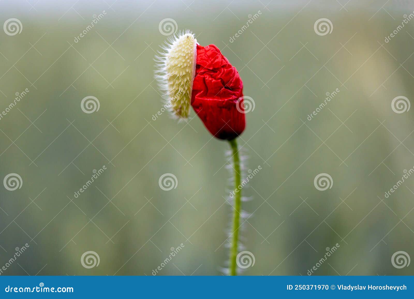 Unopened Red Poppy Flower in a Field Stock Photo - Image of poppies ...