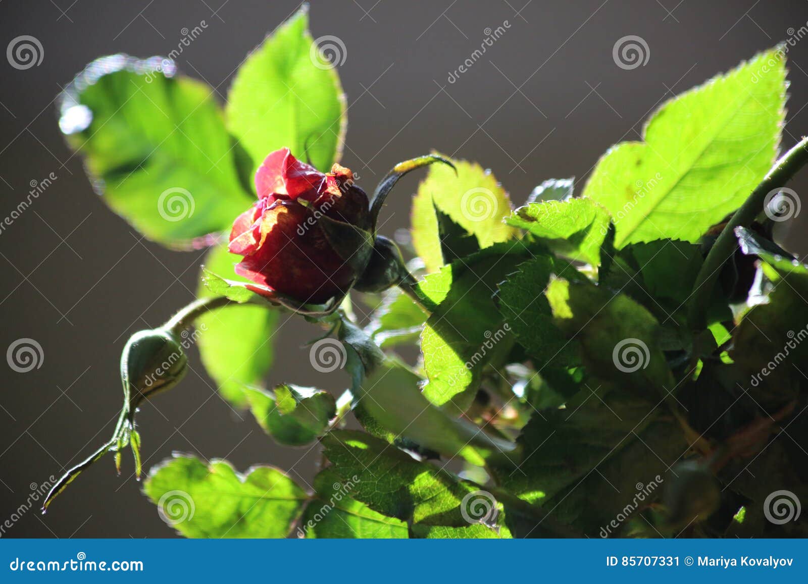Unopened Rose Bud stock image. Image of garden, flowers - 85707331