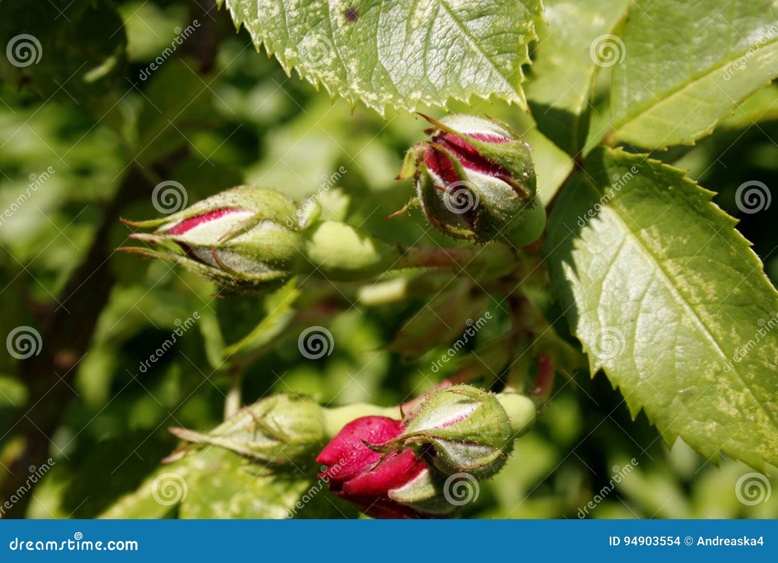 Unopened rose buds stock photo. Image of vegetation, leaves - 94903554