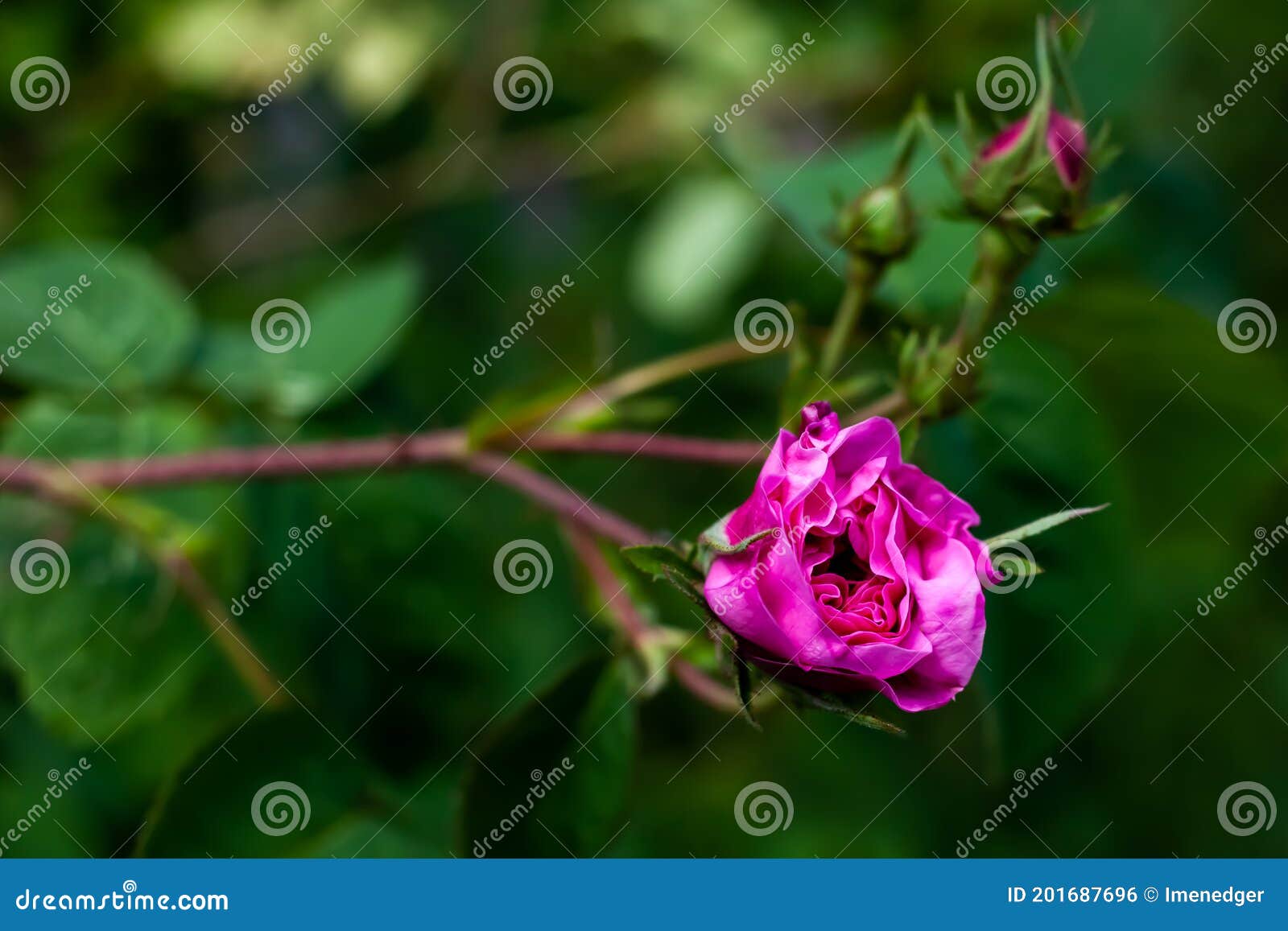 Unopened Rosebud on a Background of Green Leaves Stock Photo - Image of ...