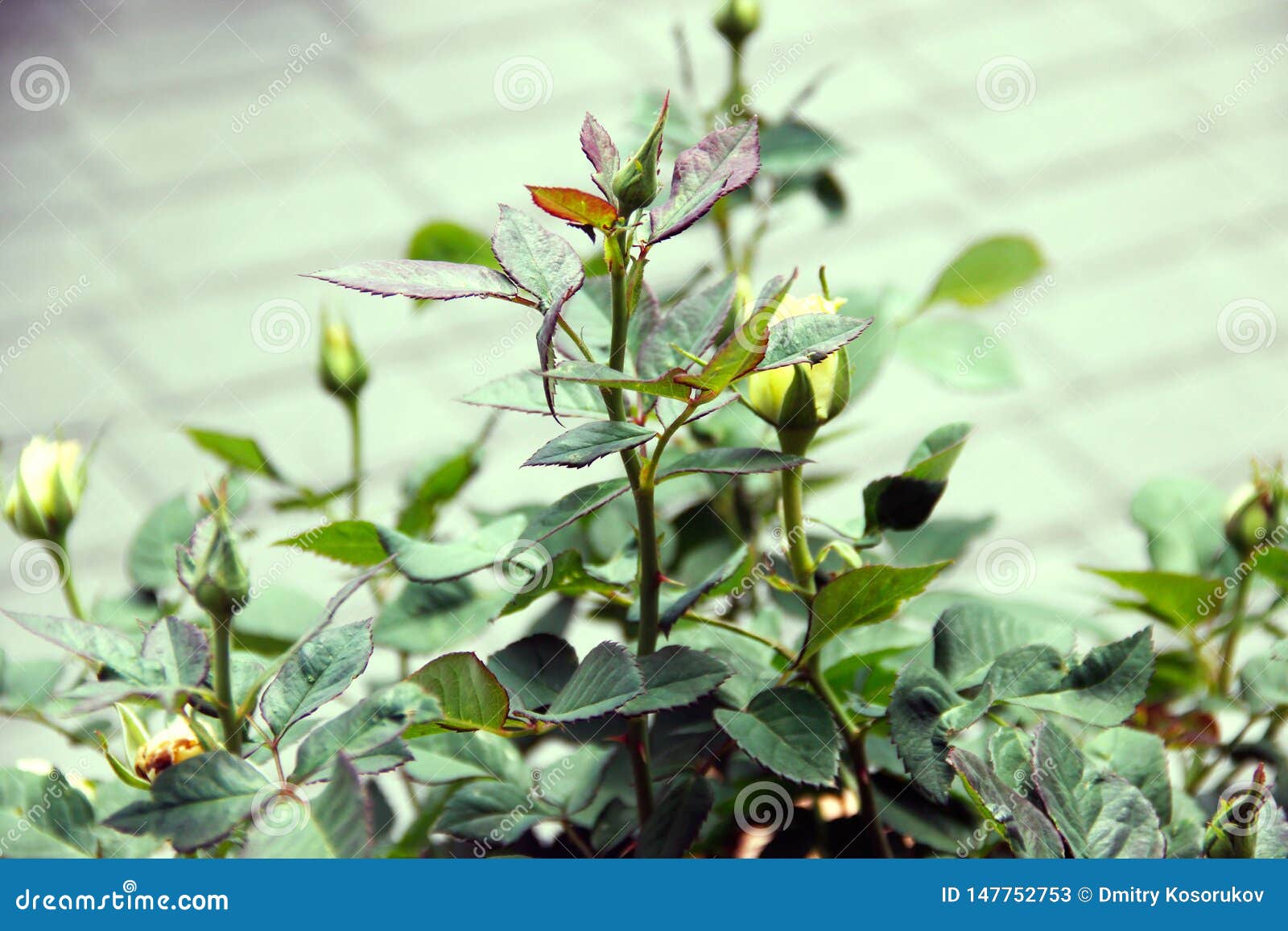 Unopened rosebud on a Bush stock image. Image of colorful - 147752753