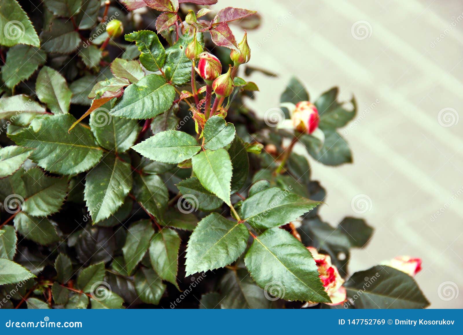 Unopened rosebud on a Bush stock image. Image of love - 147752769
