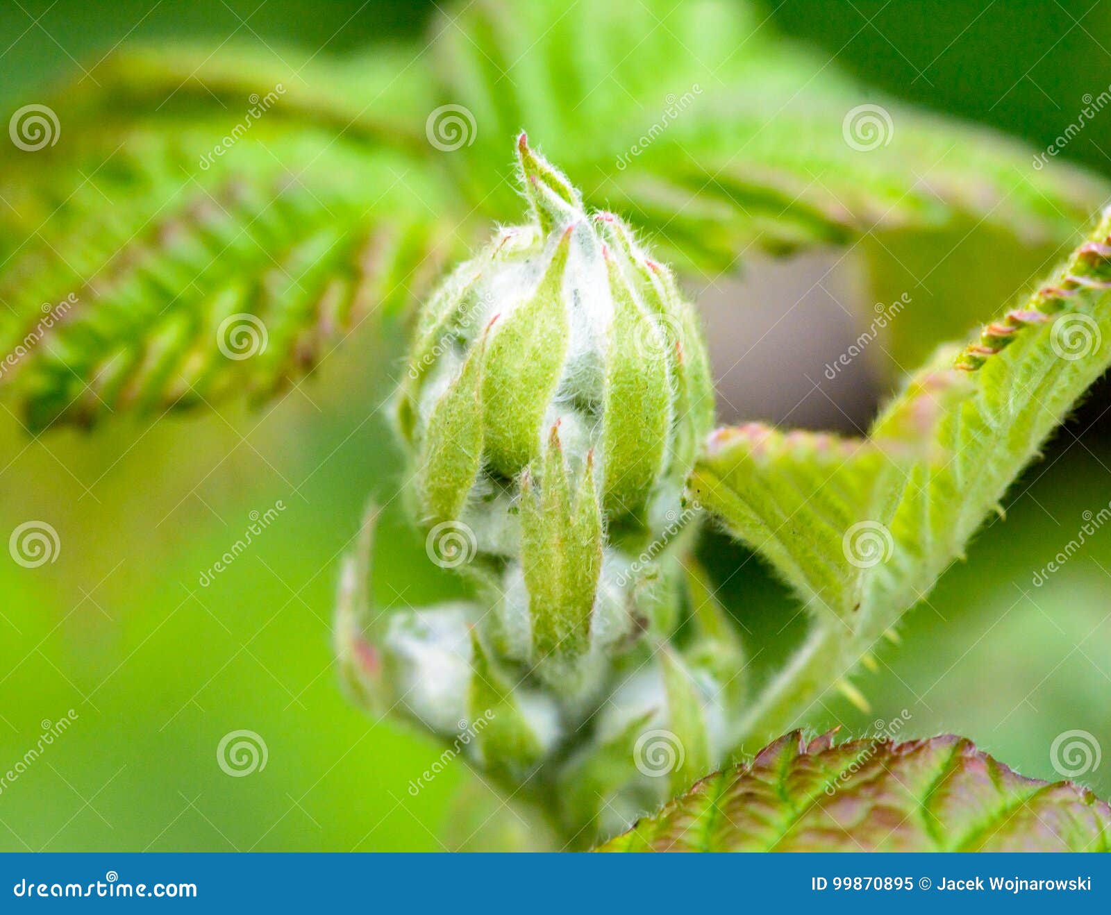 Unopened Spring Bud E stock image. Image of outdoor, selective - 99870895