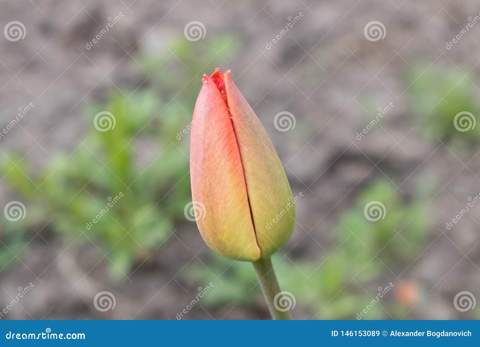 Unopened Tulip Bud. the Concept of Spring. Close Up Stock Image - Image ...