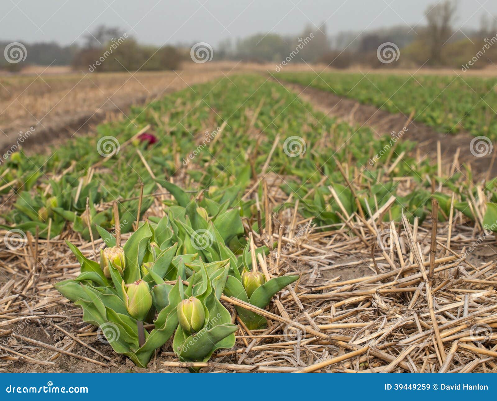 Unopened Tulips in a Bulb Field Stock Image - Image of holland, flowers ...