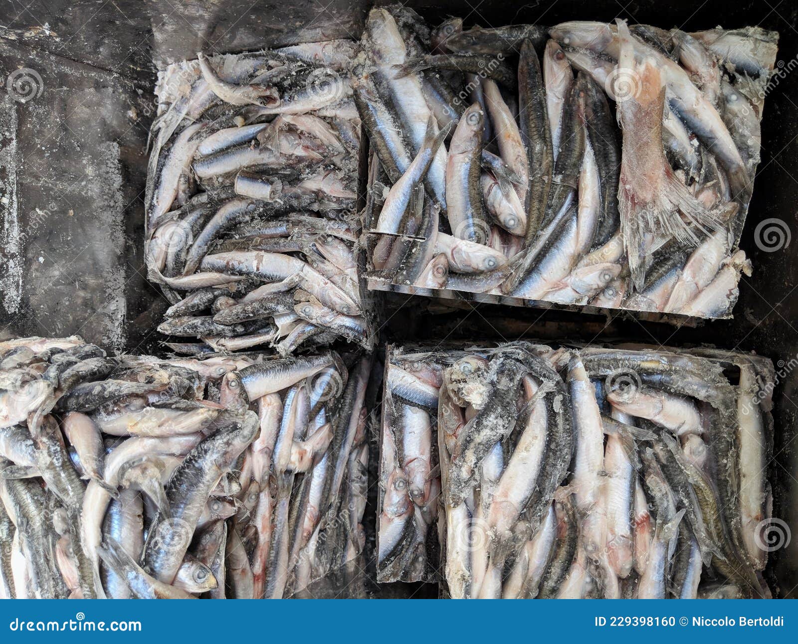 Block Frozen Fish Seen from the Top Stock Photo - Image of close ...