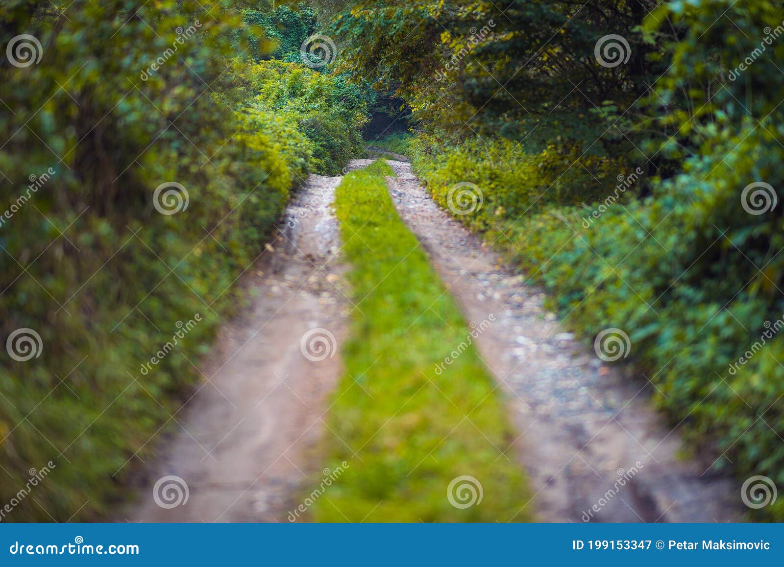 Unpaved Dirt Road in Forest with Green Foliage Stock Image - Image of ...