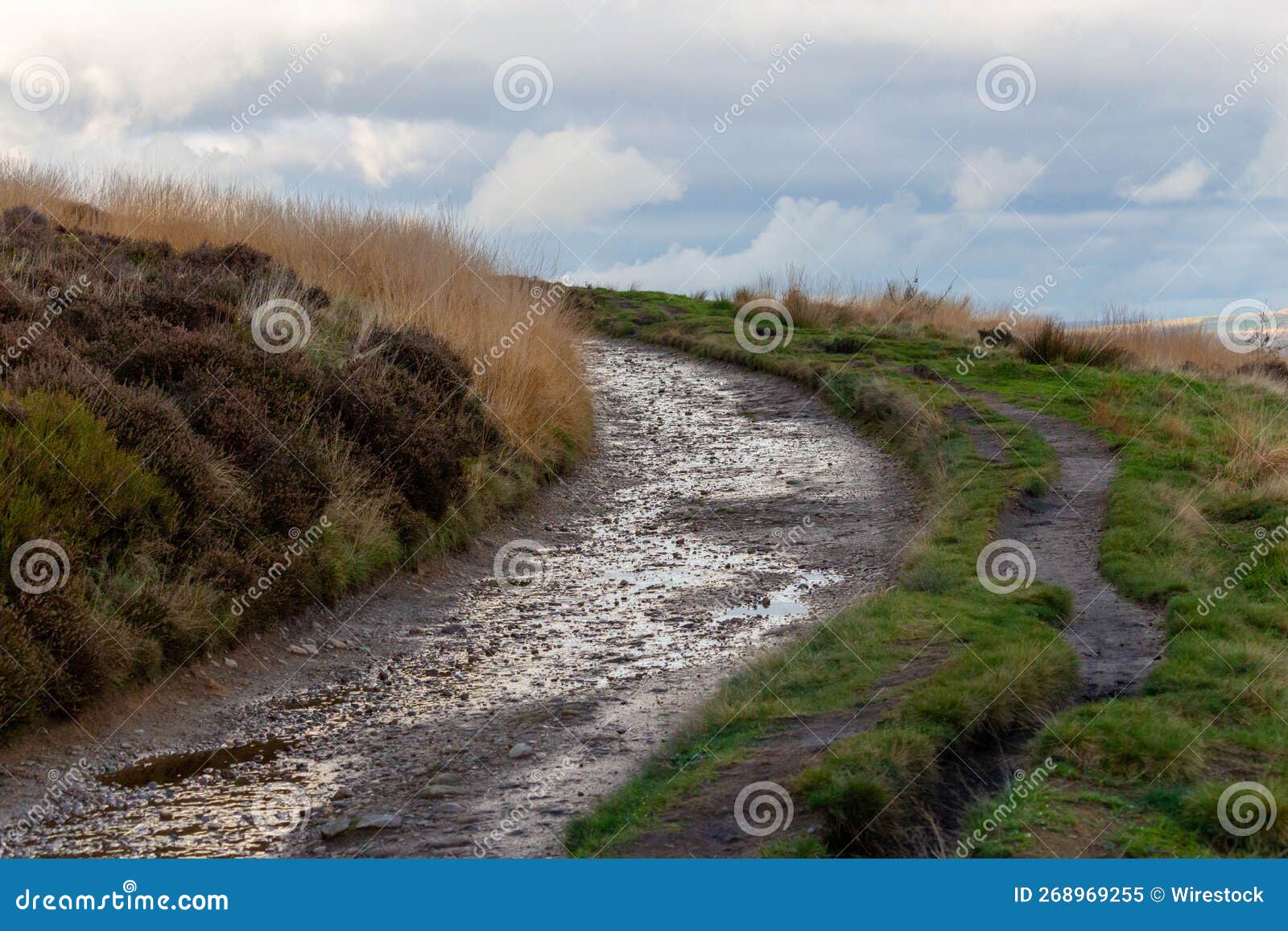 Unpaved Muddy Path with Fallen Leaves between Dry Fields Stock Image ...