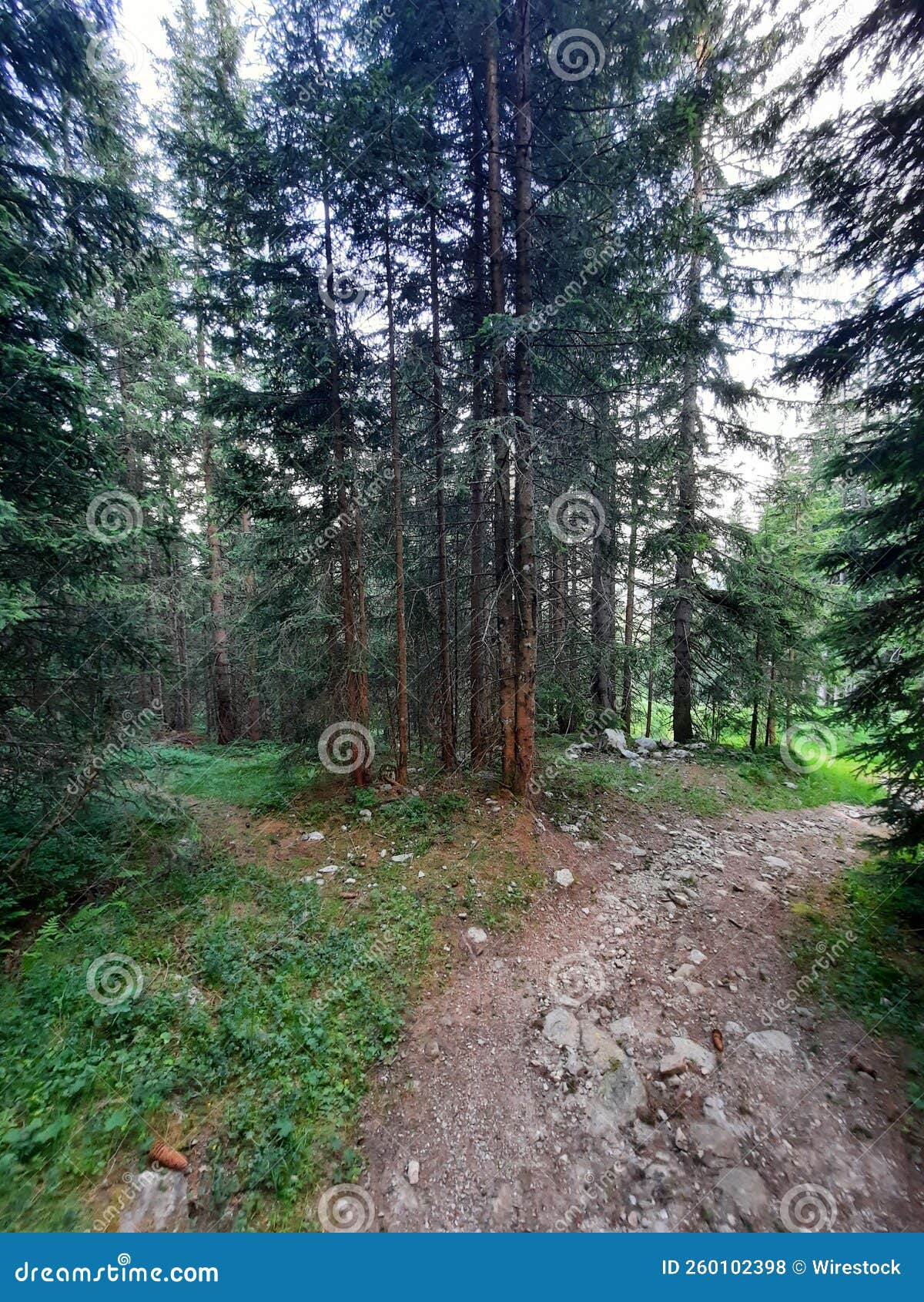 Unpaved Path between Foilage Trees in the Forest, Vertical Shot Stock ...