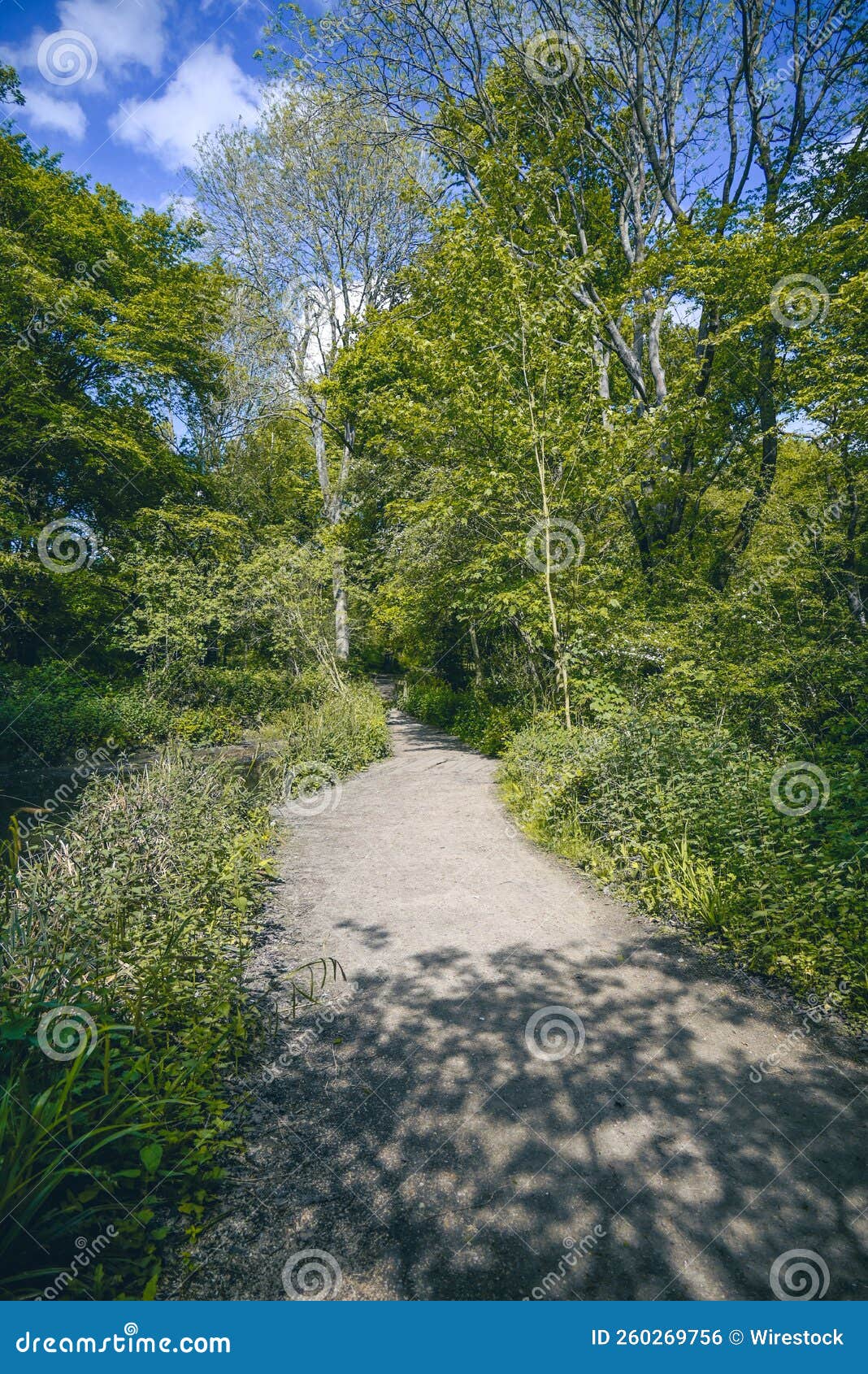 Unpaved Path with Trees in the Forest Under Blue Sky on a Sunny Day ...