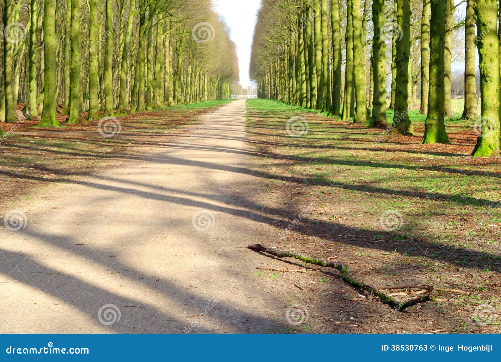 Scenic Alleyway in the Beech Forest, Soest, Netherlands Stock Image ...