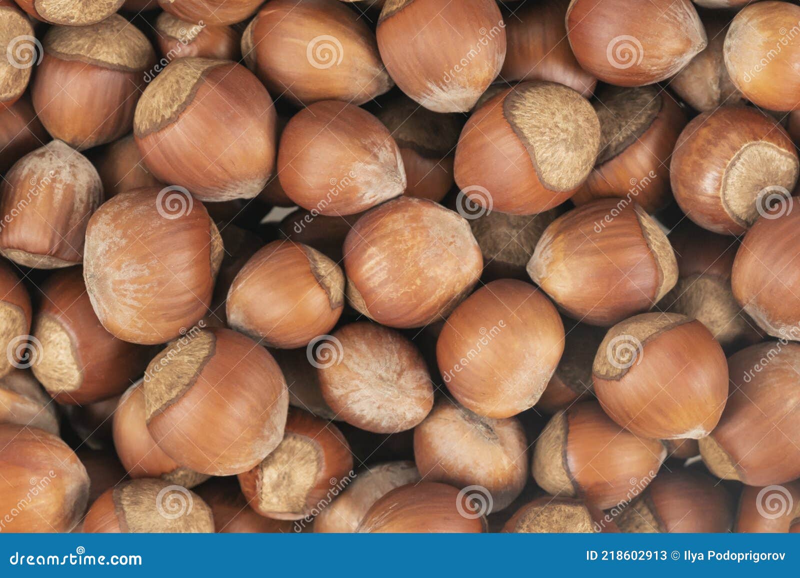 Unpeeled Hazelnuts Background Texture. Hazelnuts in Shell Stock Image ...