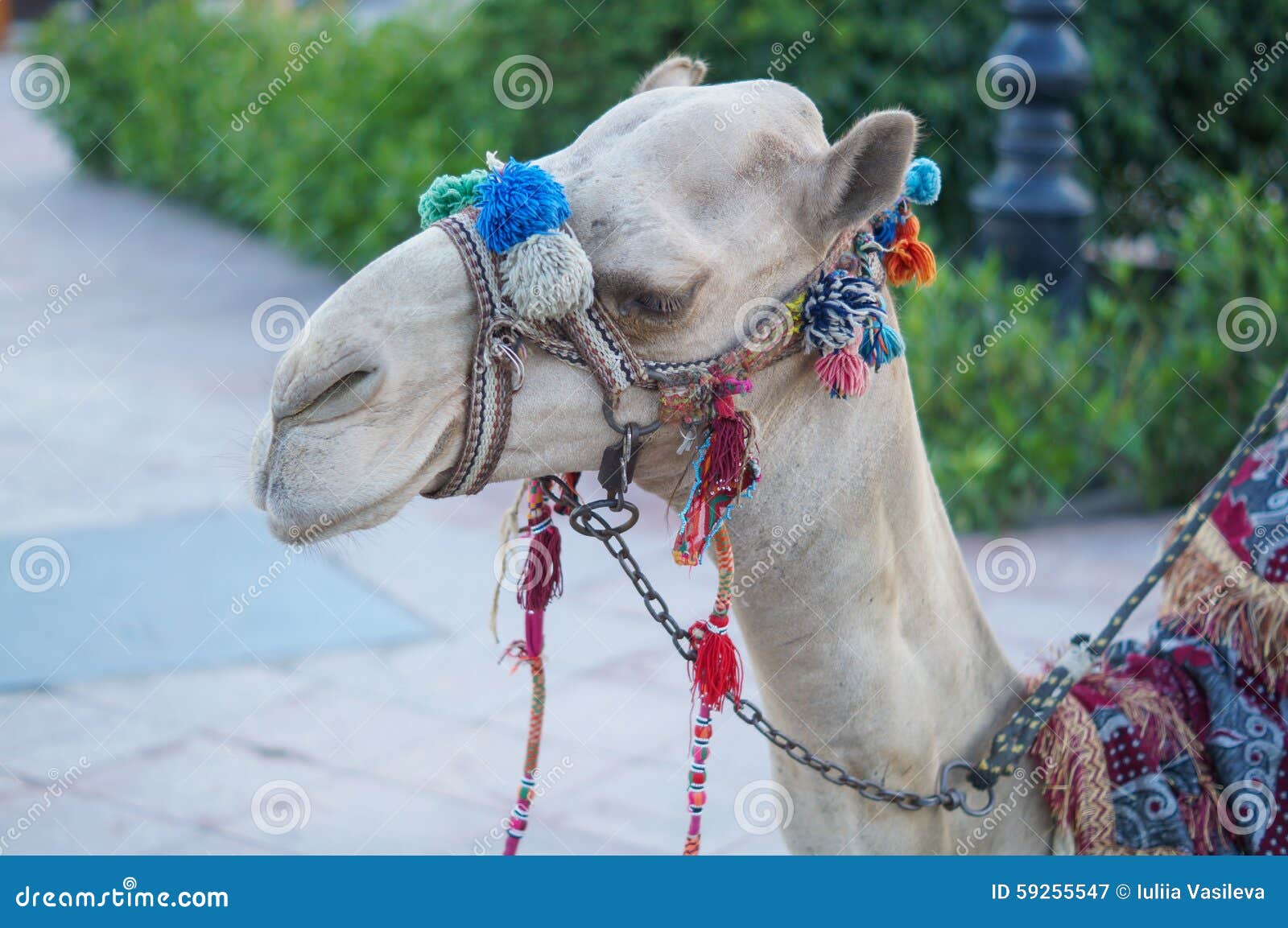 Unperturbed Camel in Egypt stock image. Image of head - 59255547