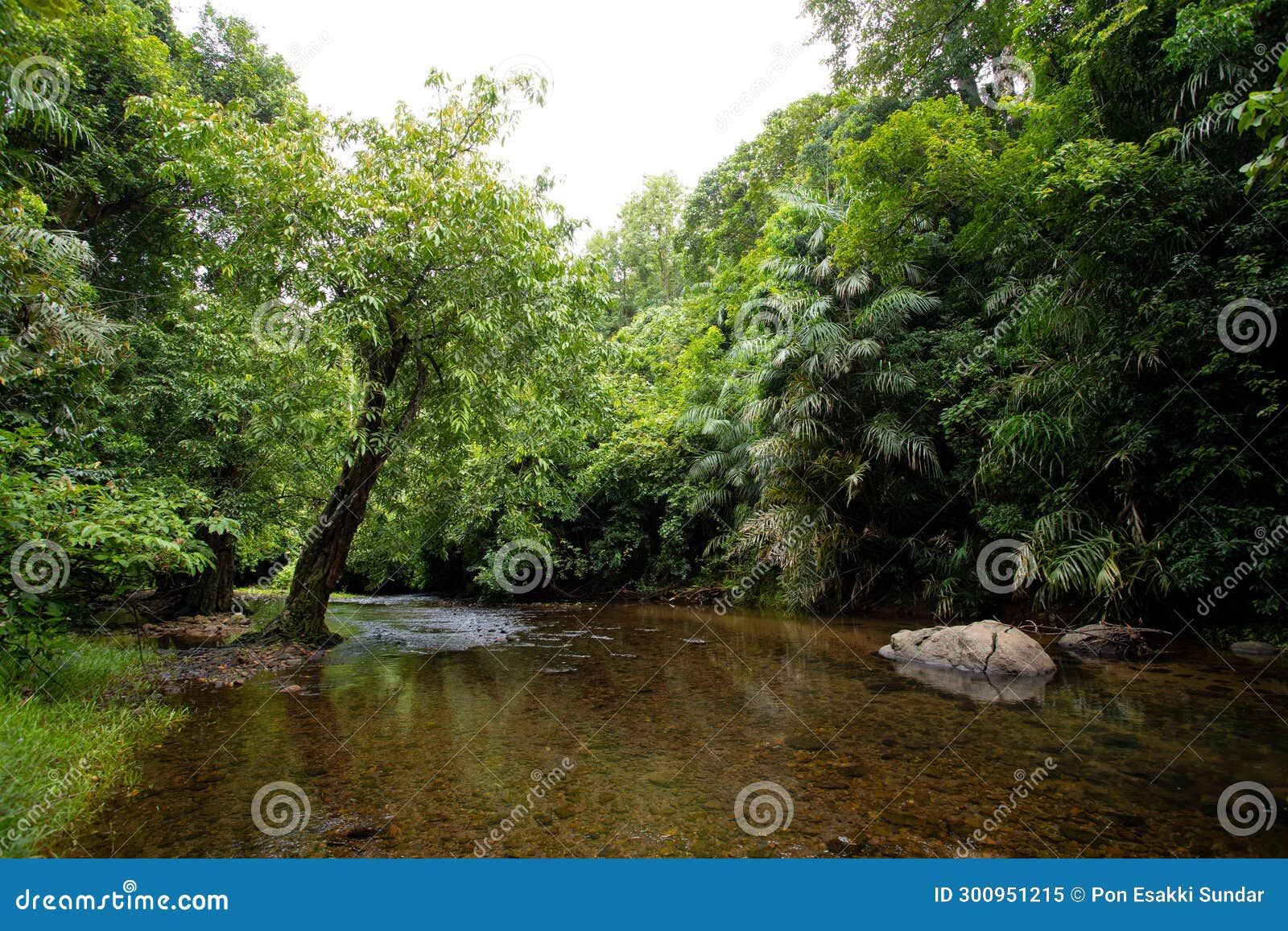 An Unpolluted River Flows among the Forest Stock Image - Image of grass ...