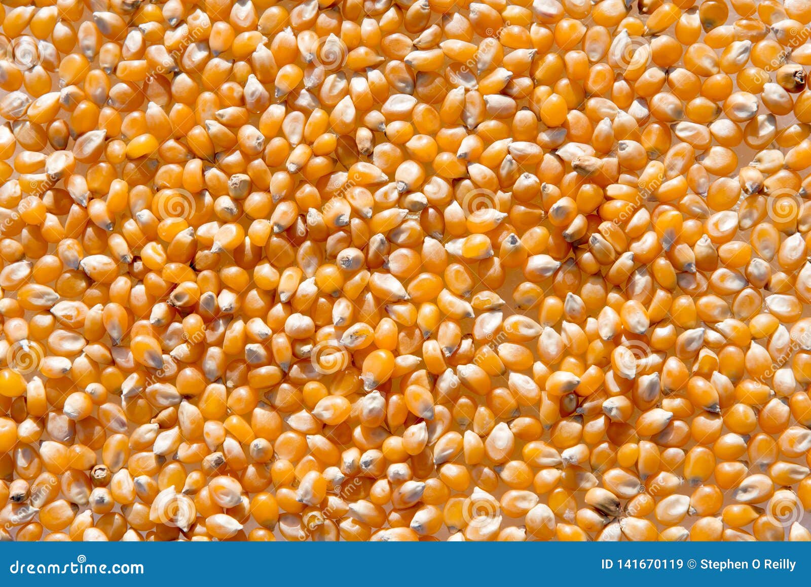 Unpoped corn on a plate stock image. Image of ready - 141670119