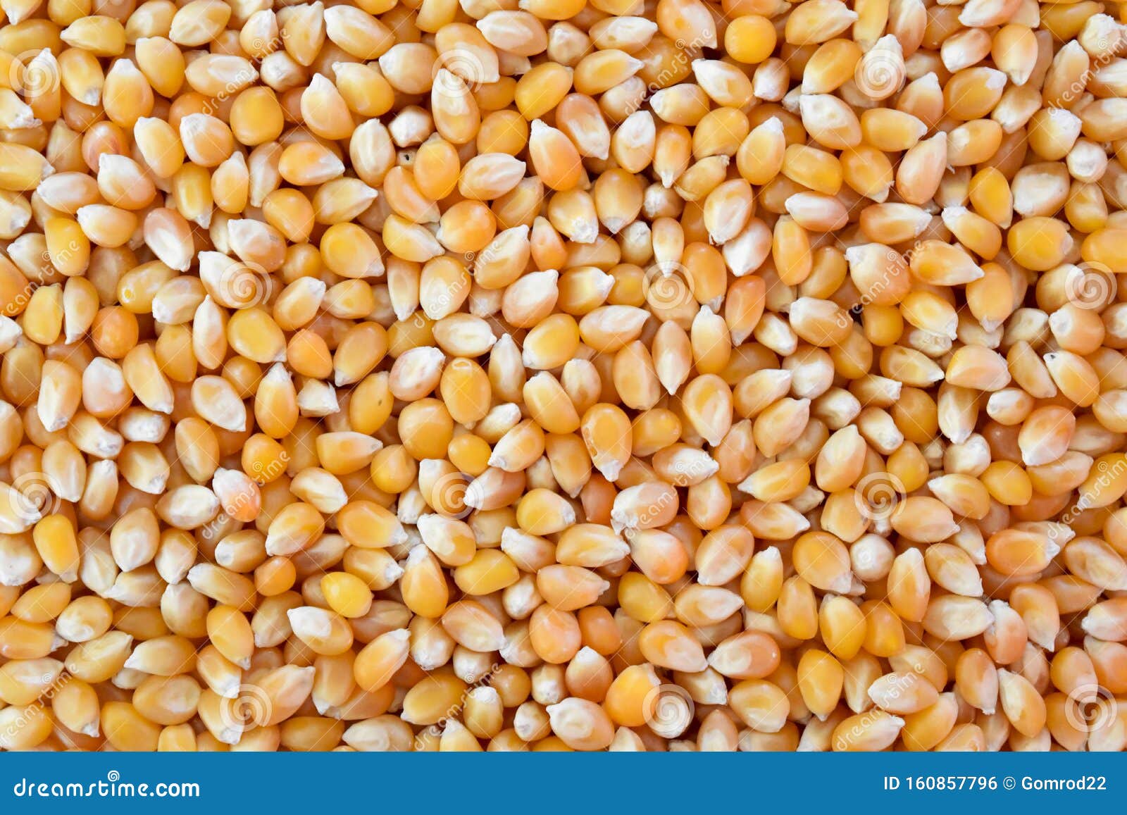 Unpopped Popcorn Background Texture Closeup Stock Photo - Image of ...