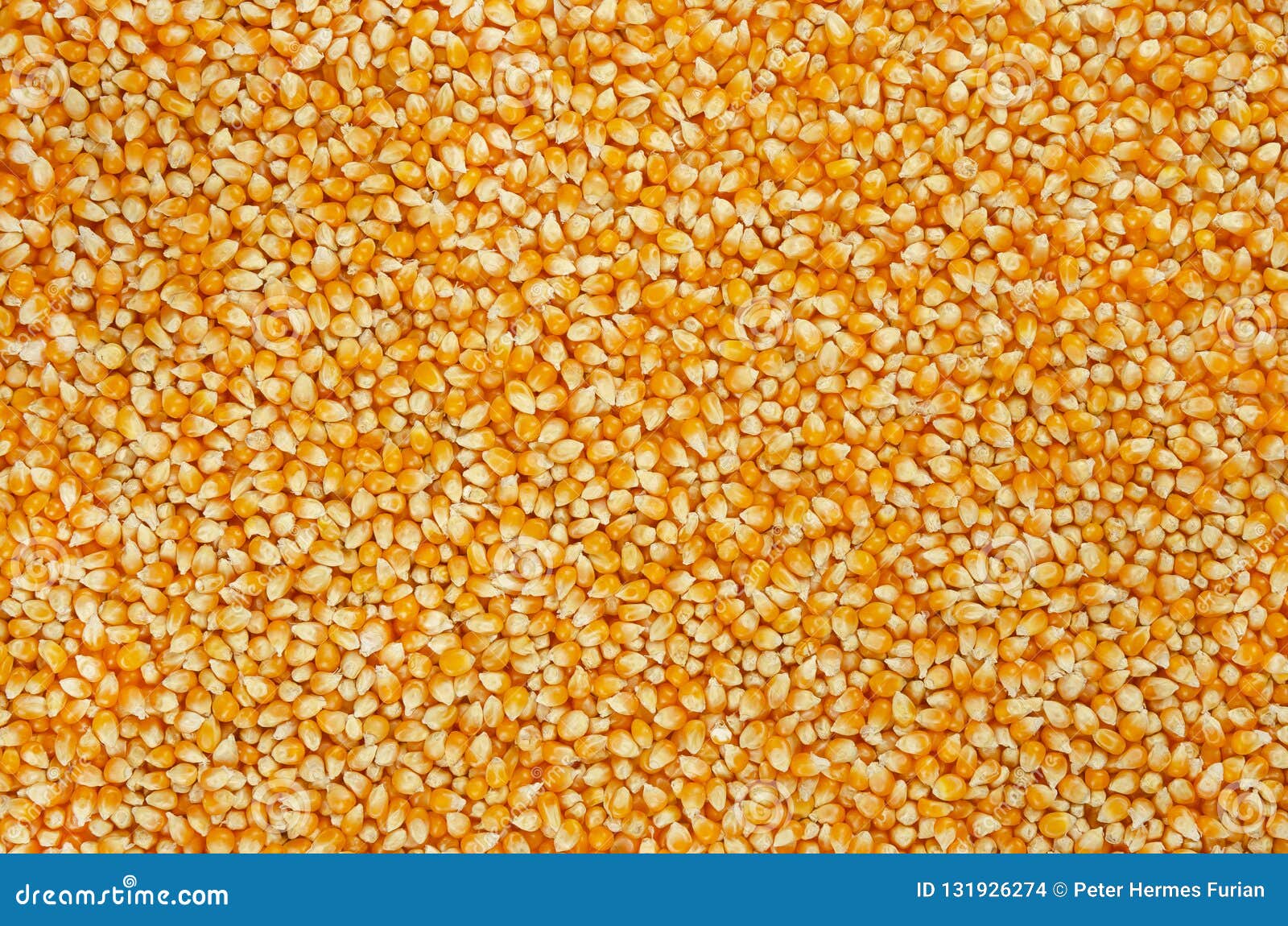 Unpopped Popcorn, Surface And Background Stock Photography ...
