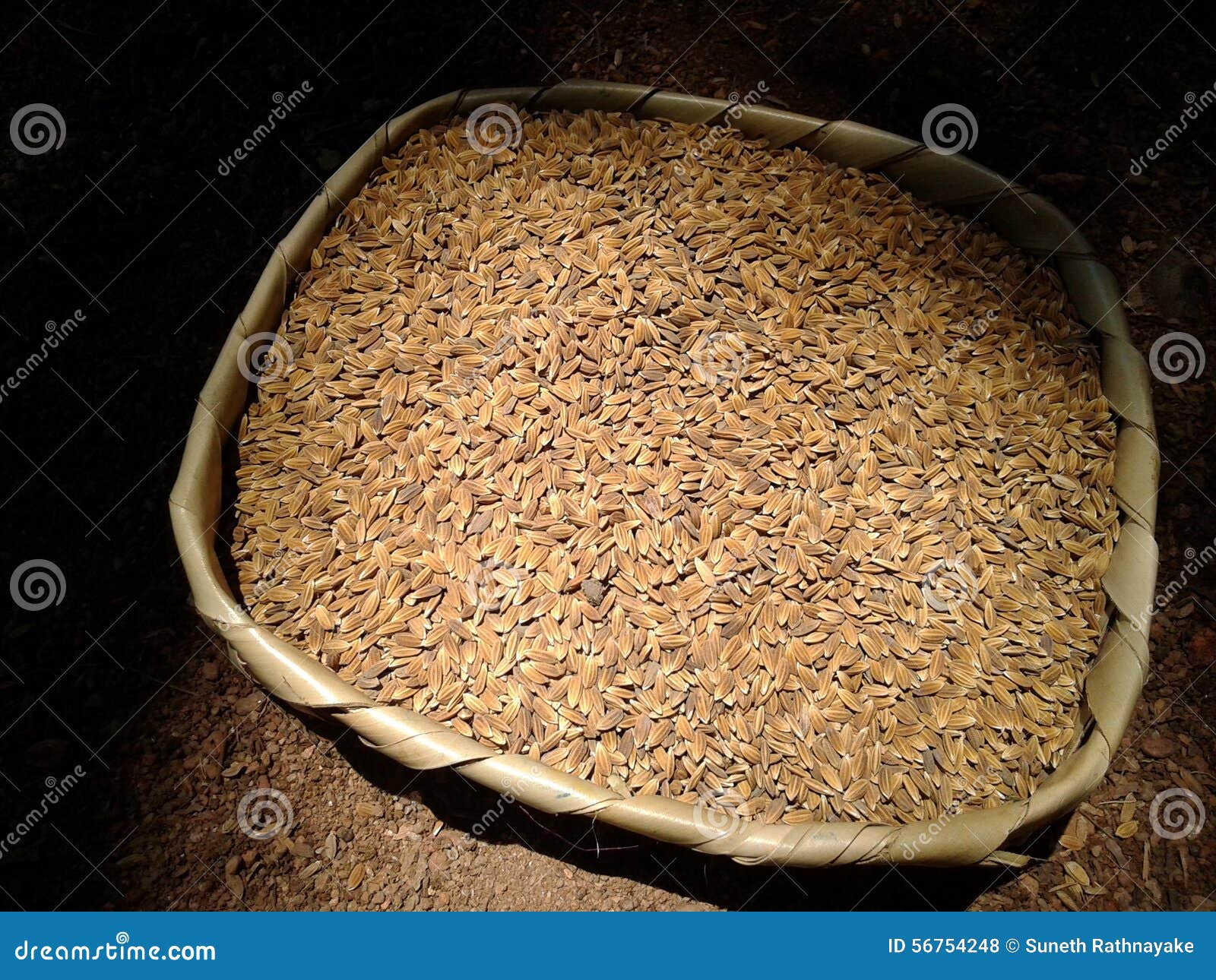 Unprocess rice stock photo. Image of agriculture, food - 56754248