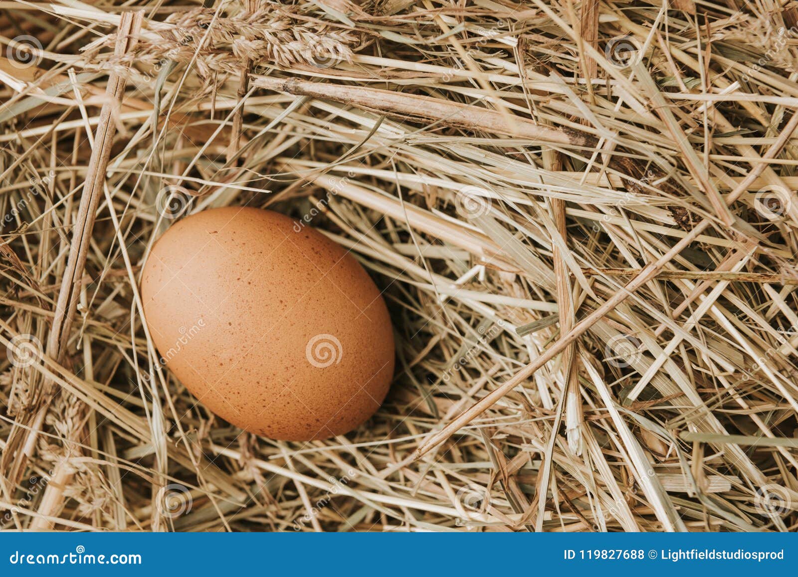 Unprocessed Brown Egg Laying on Straw Stock Photo - Image of dieting ...