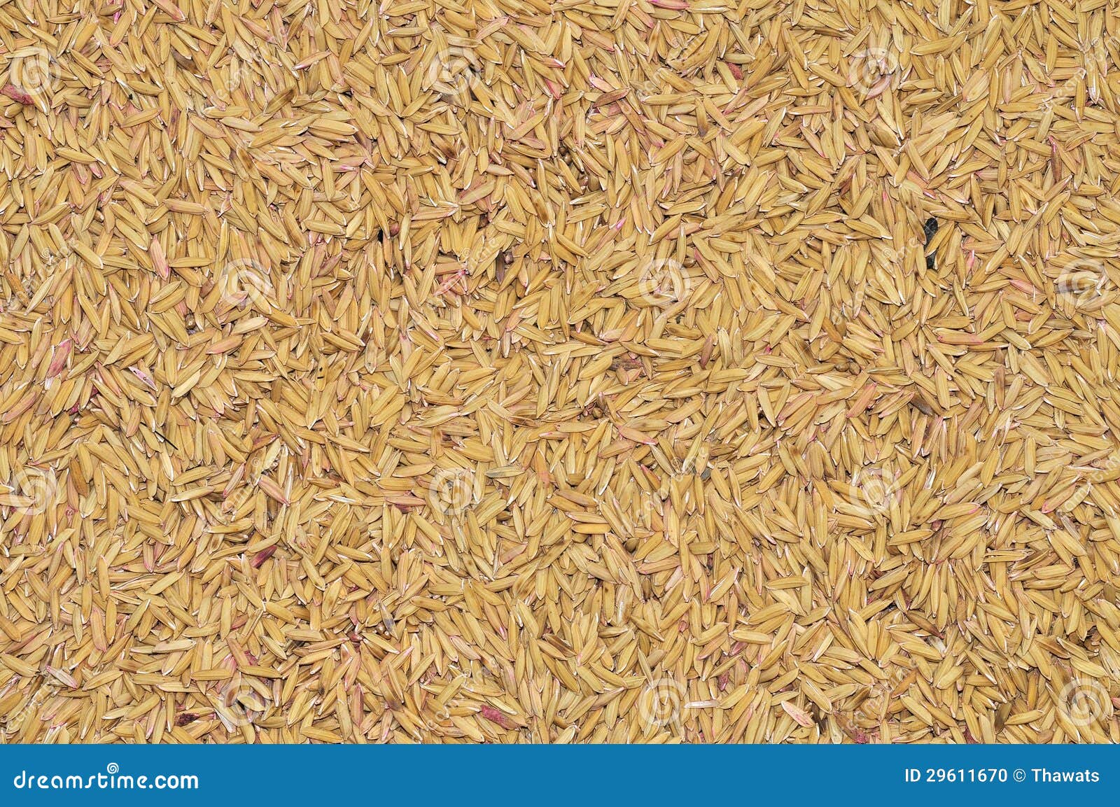 Unprocessed rice stock photo. Image of brown, produce - 29611670
