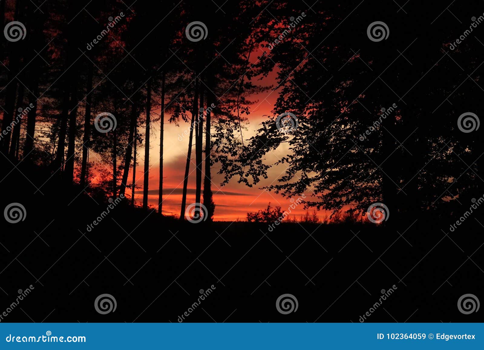 Dramatic Sunset through Trees Stock Image - Image of dramatic, nature ...