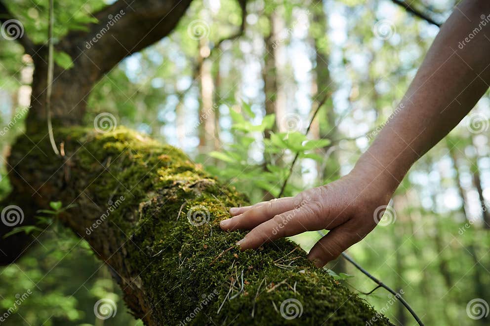 Unrecognizable Man Touching Moss on Tree Stock Image - Image of ...