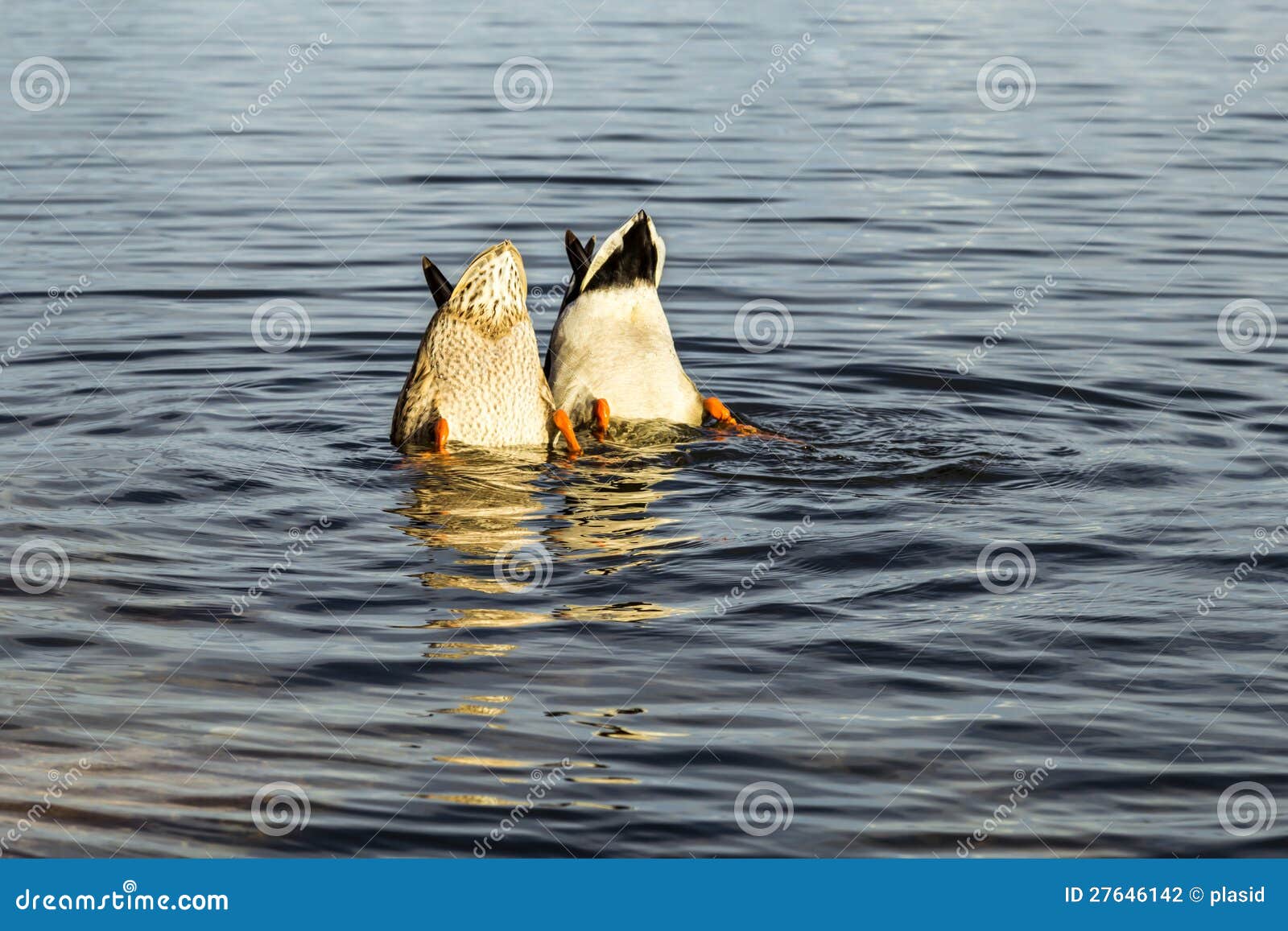 Unrevealed secrets stock photo. Image of animal, colleagues - 27646142
