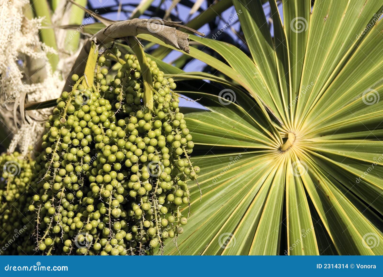 Unripe Acai Berries Stock Images - Image: 2314314
