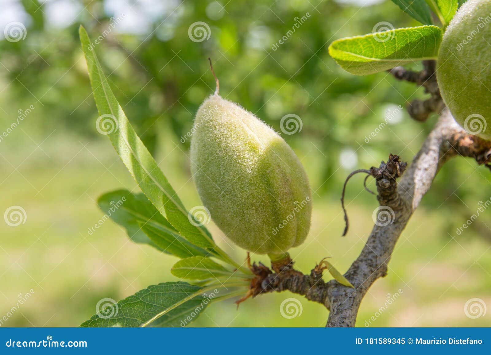 Unripe Almond on the Branch of the Tree in Sicily, Italy Stock Image ...