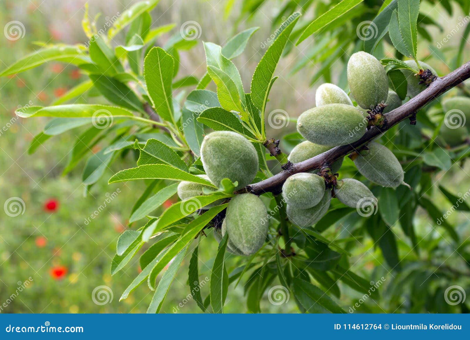 Unripe Almonds on Almond Tree. Sunny Spring Day in Greece. Stock Photo ...