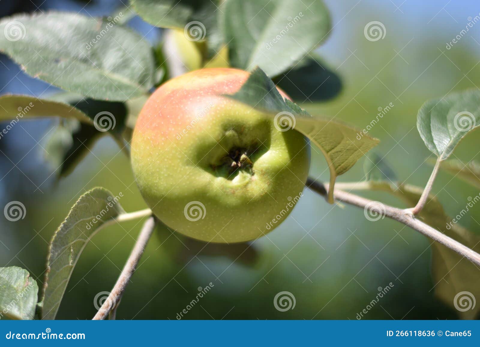 Unripe apple on the tree stock photo. Image of fruit - 266118636