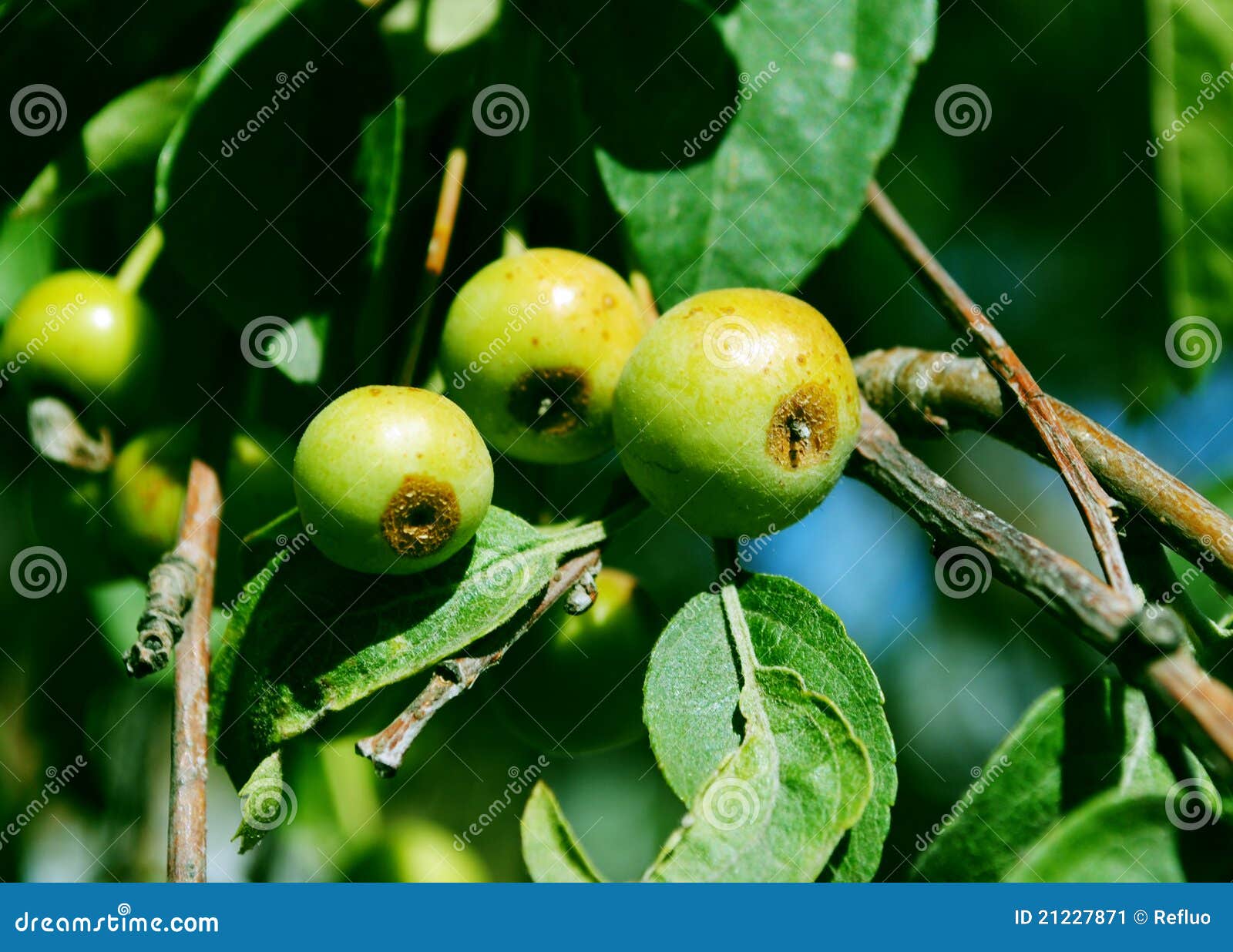 Unripe apples stock image. Image of sour, unripe, color - 21227871