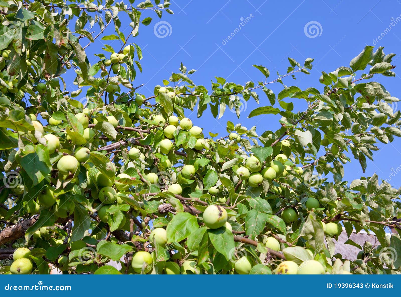 The Unripe Apples on Apple-tree Branches Stock Image - Image of food ...