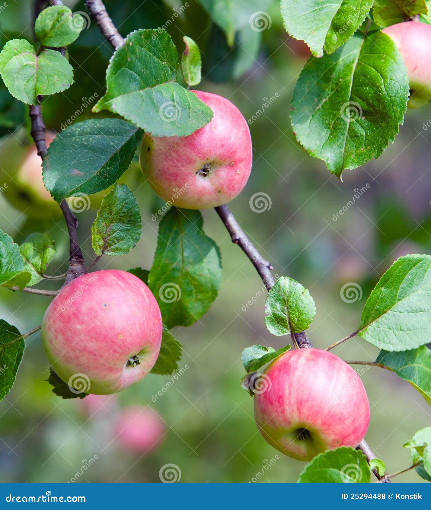 The Unripe Apples on Apple-tree Branches Stock Photo - Image of ...