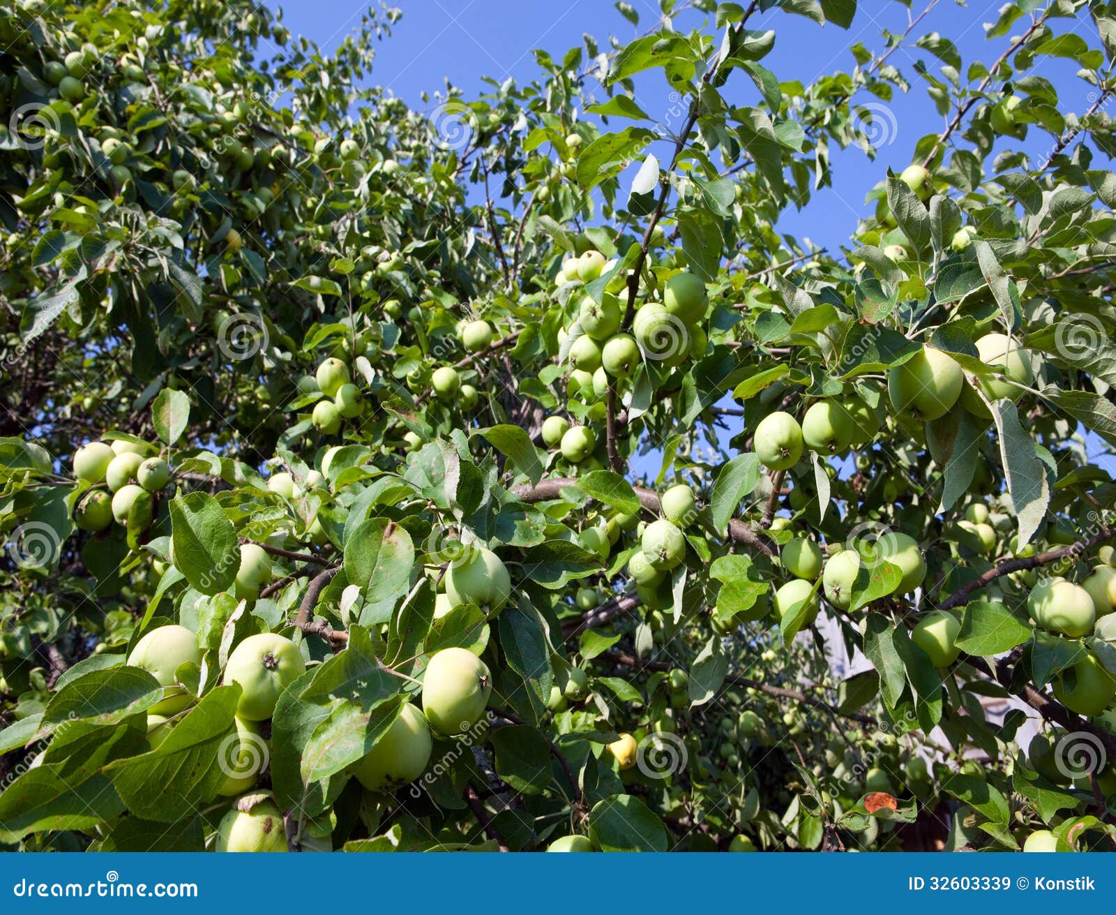The Unripe Apples on Apple Tree Branches.Close Up in a Sunny Day Stock ...