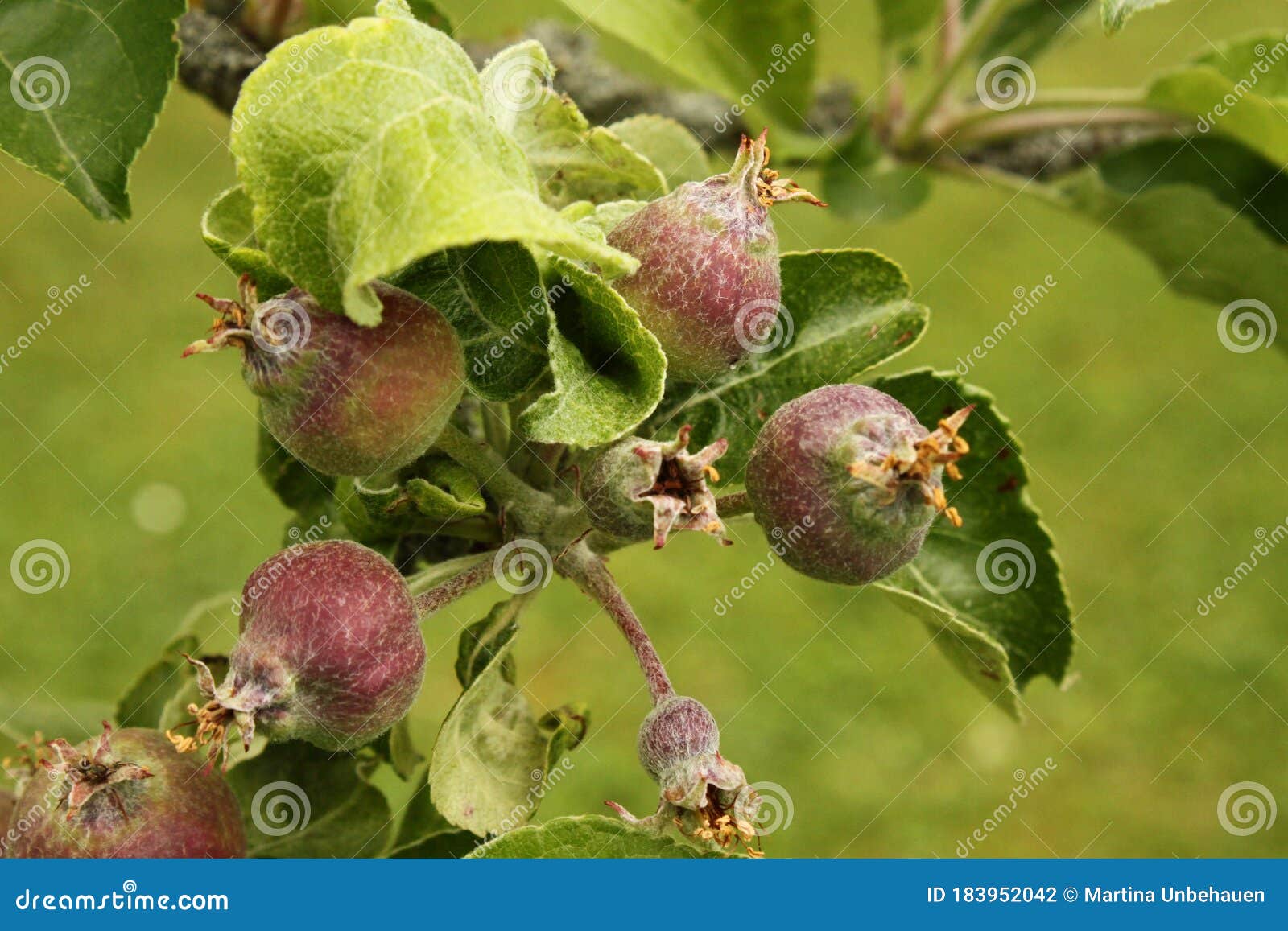 Unripe Apples on a Apple Tree Stock Photo - Image of trees, tree: 183952042