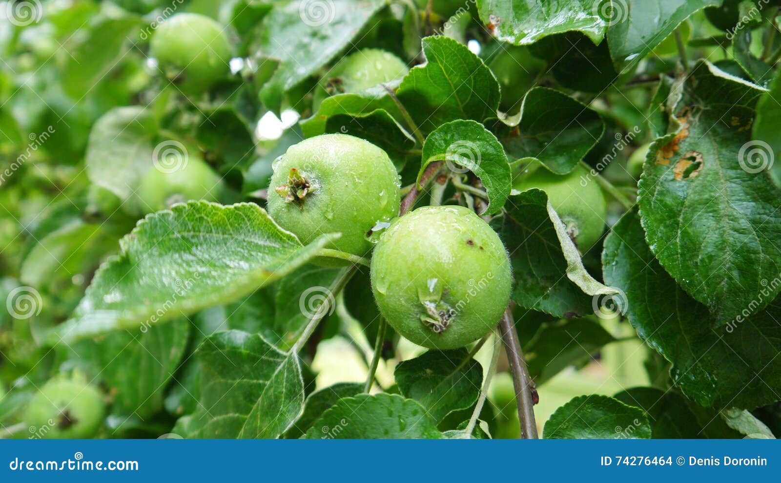 Unripe Apples on the Branch Stock Photo - Image of drop, garden: 74276464