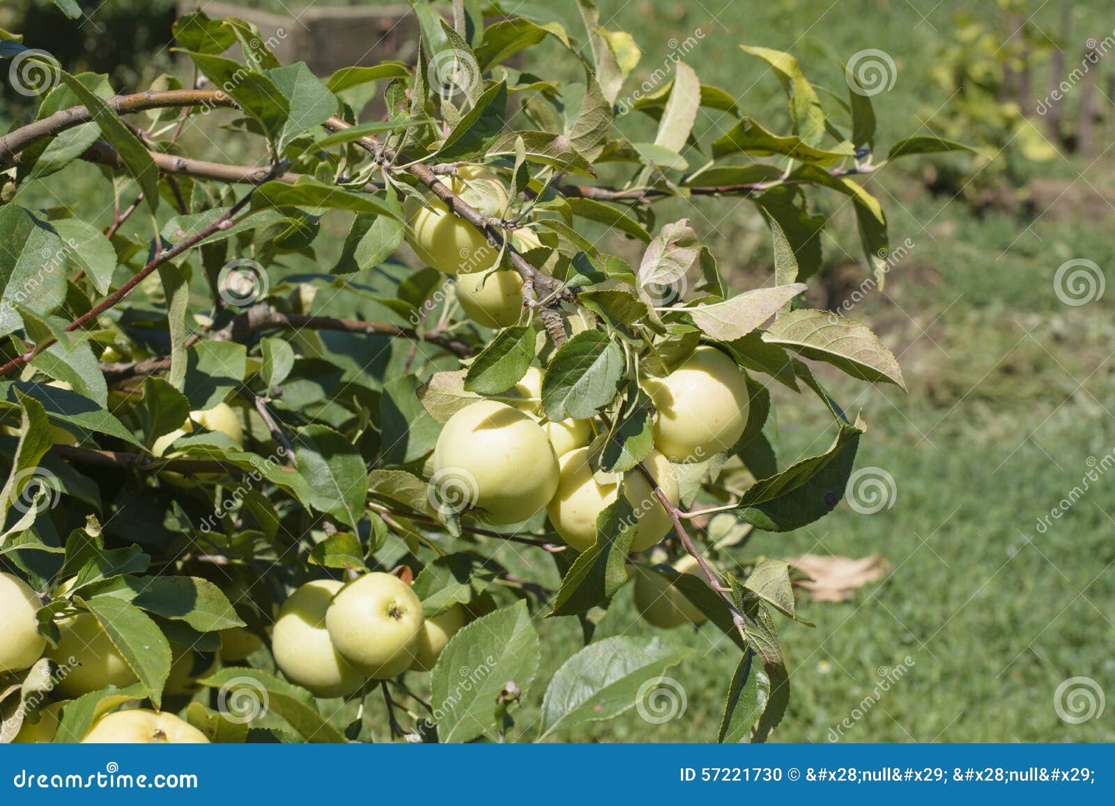 Unripe apples stock photo. Image of freshness, countryside - 57221730