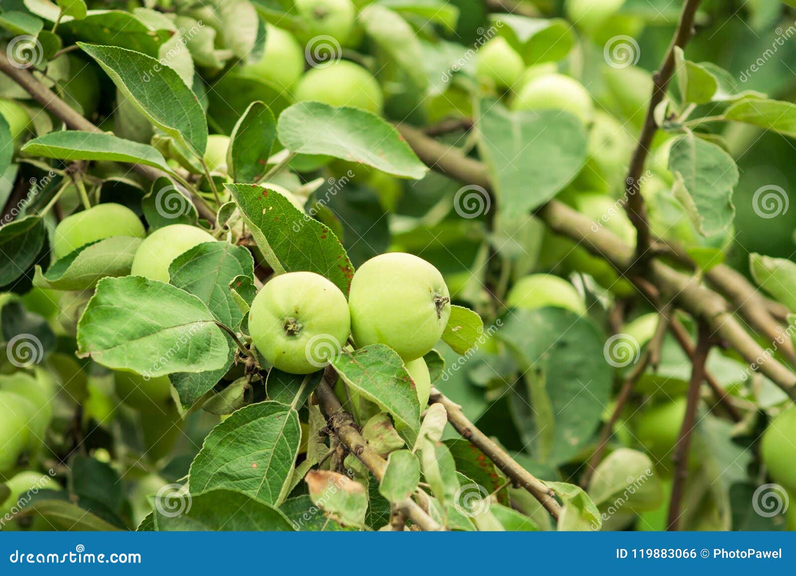 Unripe Apples Tree Stock Images - Download 638 Royalty Free Photos