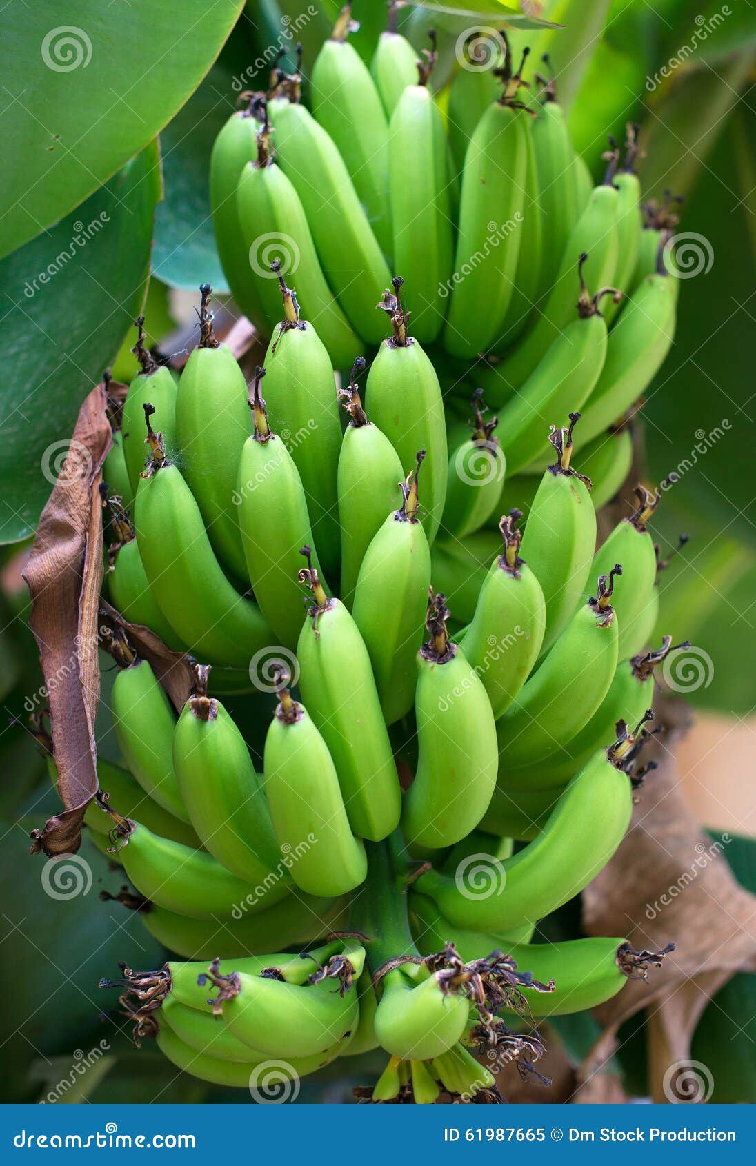 Unripe banan fotografering för bildbyråer. Bild av friskhet - 61987665