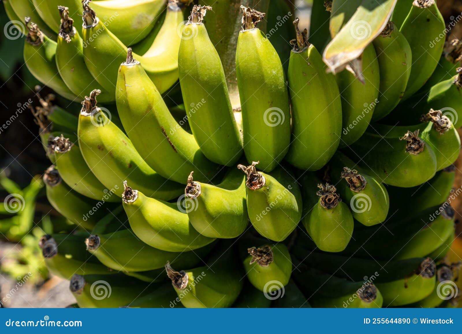 Unripe Banana Hanging from the Tree Stock Photo - Image of bananas ...