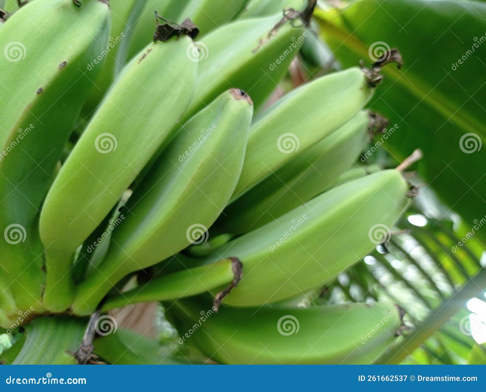 Unripe bananas on the tree stock image. Image of bananas - 261662537