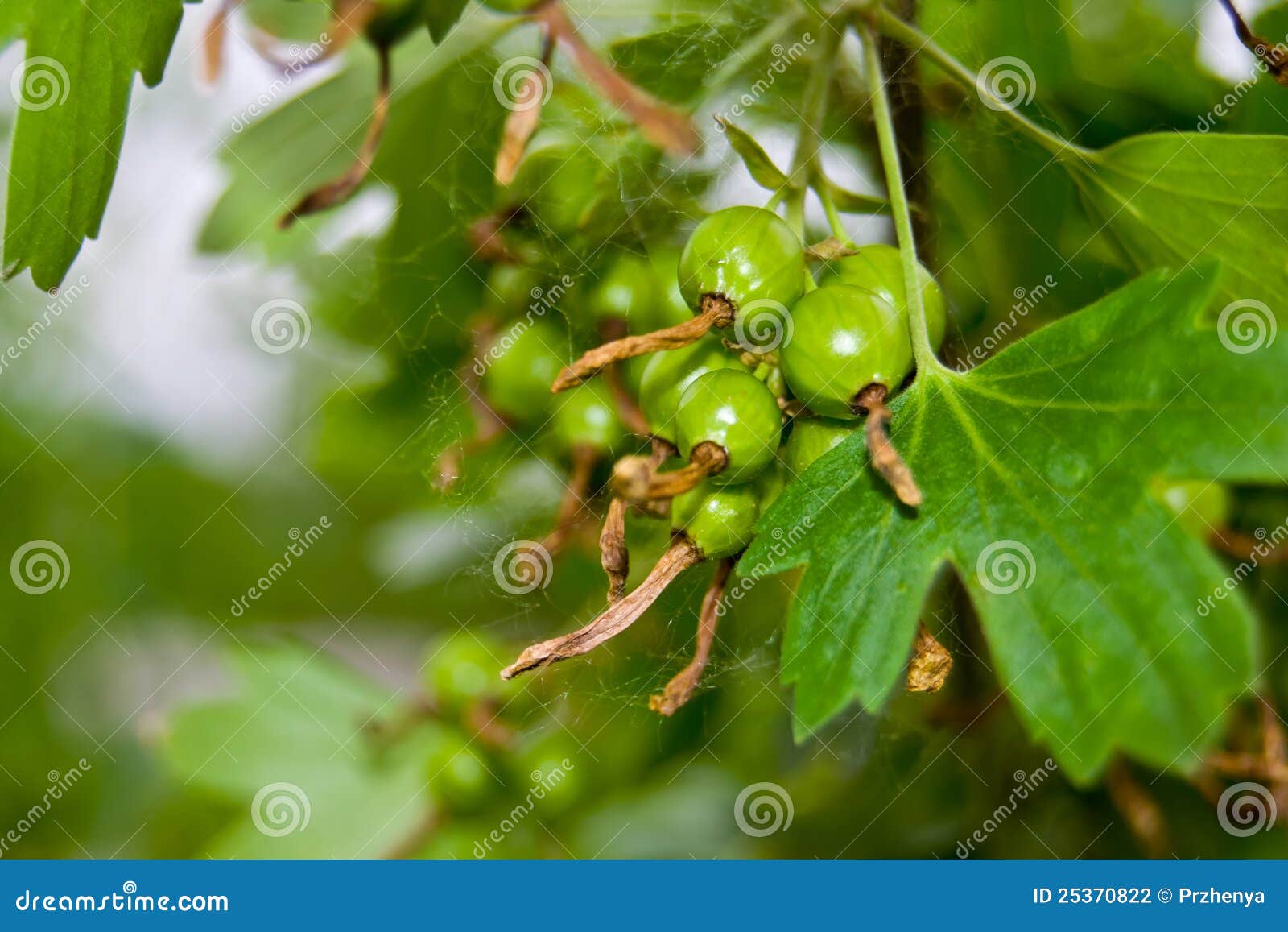 Unripe berries stock photo. Image of bush, black, summer - 25370822
