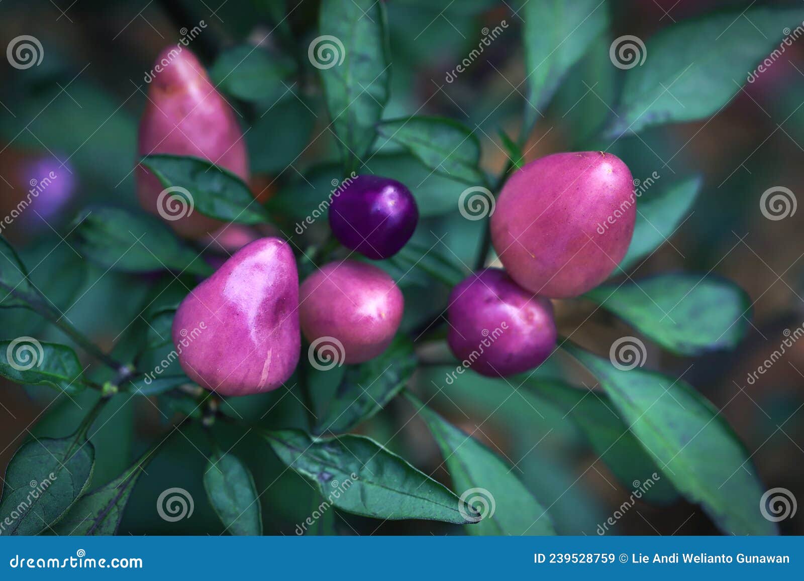 Unripe Bolivian Rainbow Chilli Pepper Fruit Stock Image - Image of tree ...