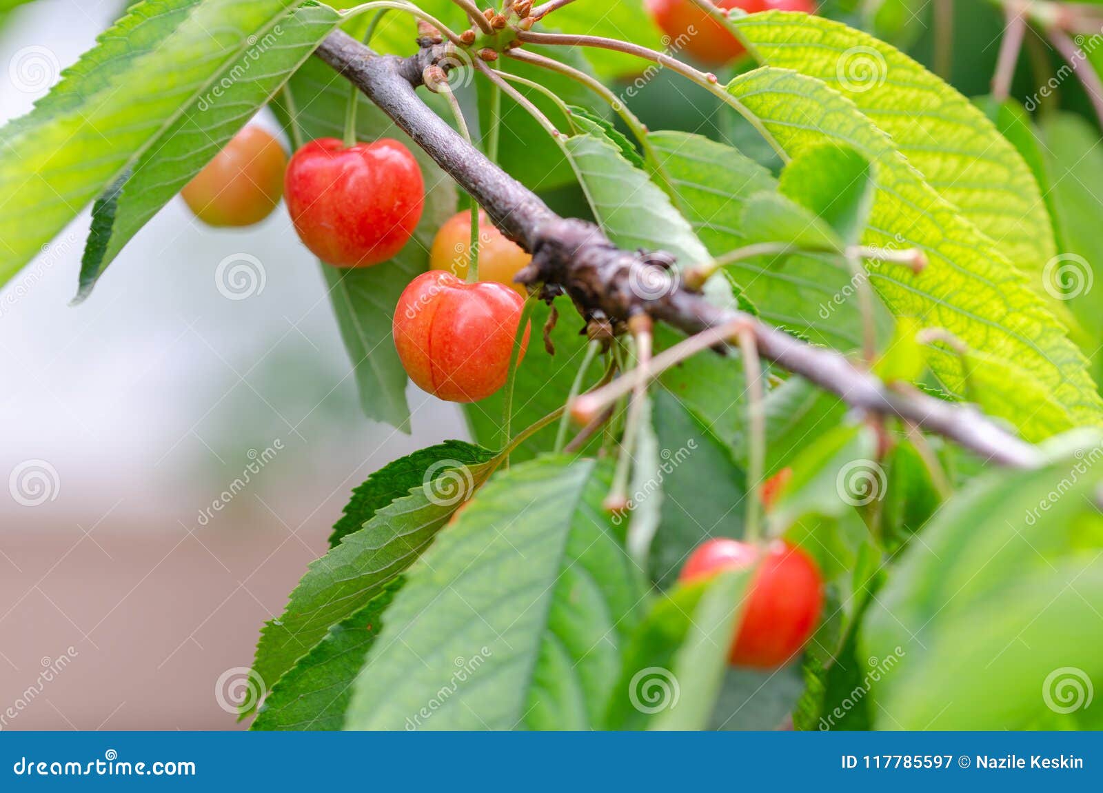 Unripe Cherries on Cherry Tree. Stock Image - Image of garden, cherries ...
