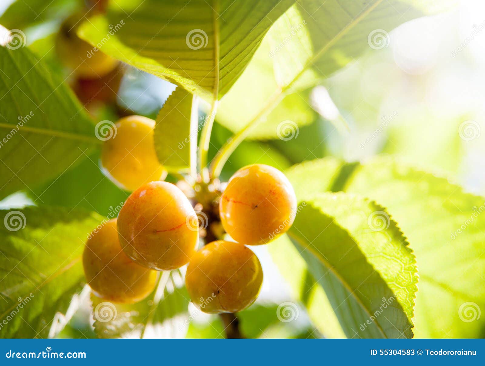 Unripe cherries stock image. Image of spring, harvesting - 55304583